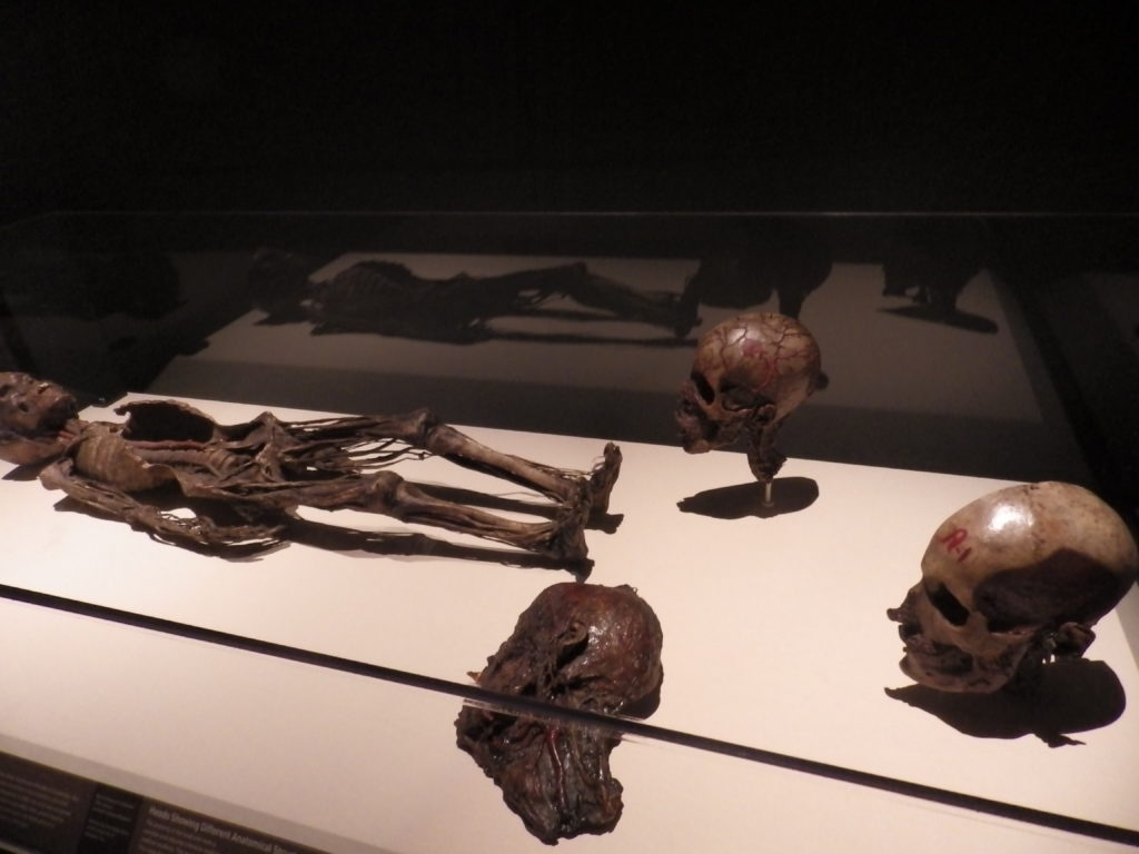 Mummies of the World exhibit intrigues visitors at Houston Museum of ...