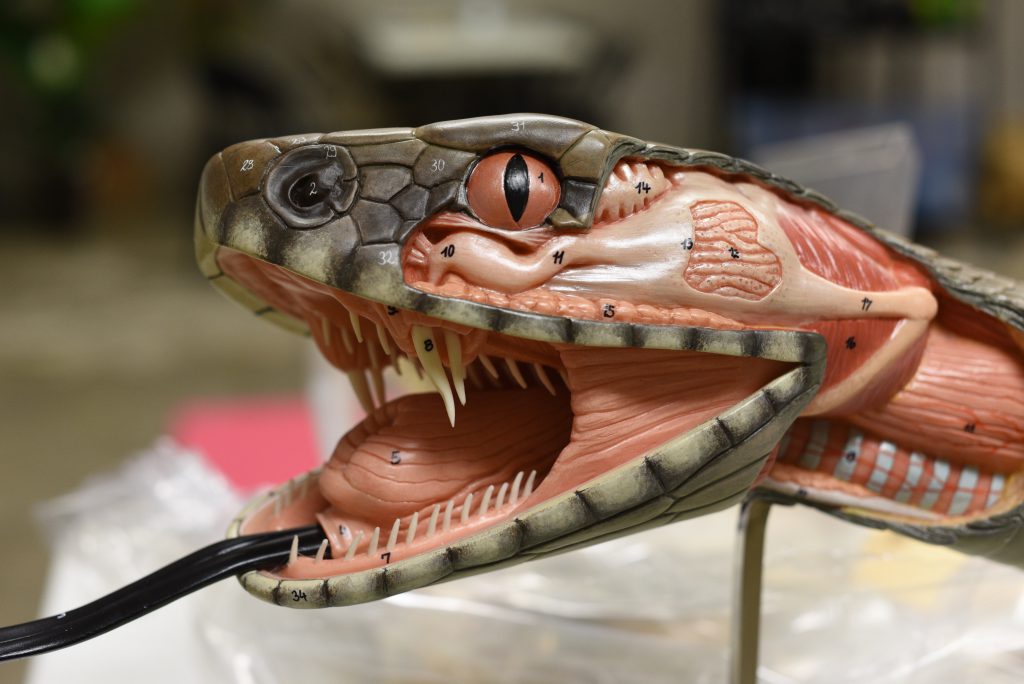 Houston Museum of Natural Science Exhibit, Death by Natural Causes ...