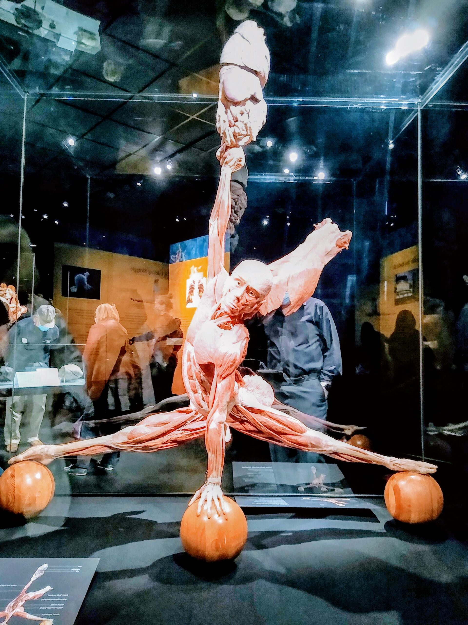 New Blockbuster BODY WORLDS Exhibition Arrives at HMNS – HOT IN HOUSTON NOW