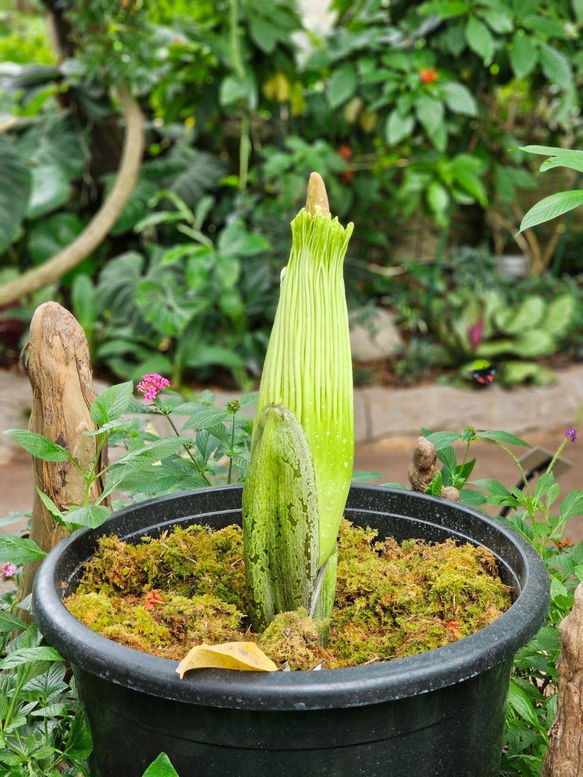 A “Meg”-a Memorial Day Weekend at HMNS – HOT IN HOUSTON NOW