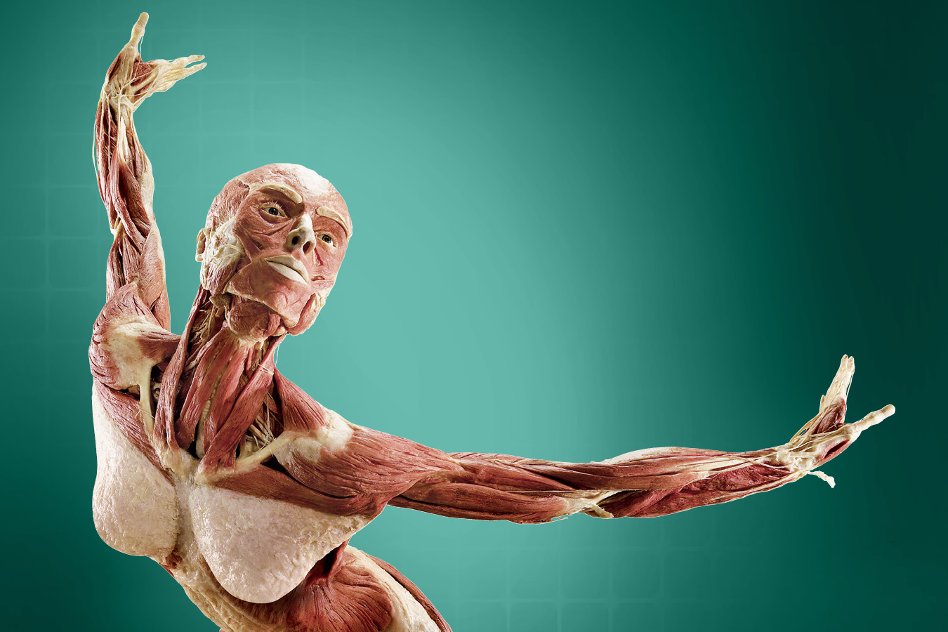 The Health Museum Opens Two New International Exhibits Featuring Art ...