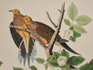 Audubon’s Birds of America Exhibit Now Open at the Houston Museum of ...